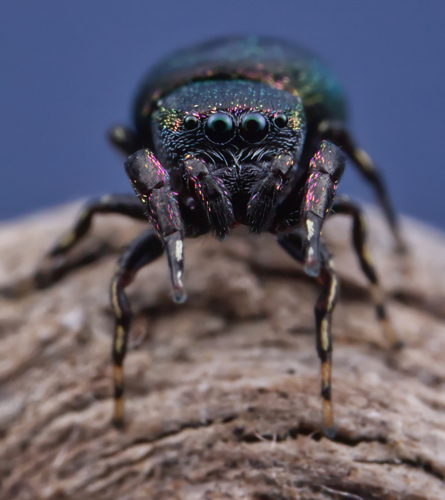 Iridescent Leaf-beetle Jumping Spider in June 2022 by RL7836. - believe ...