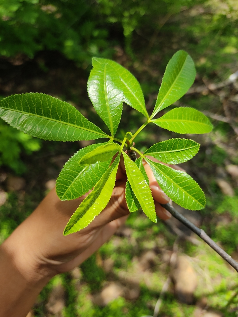 Bursera trimera in June 2022 by Esbeidy Calixto · iNaturalist