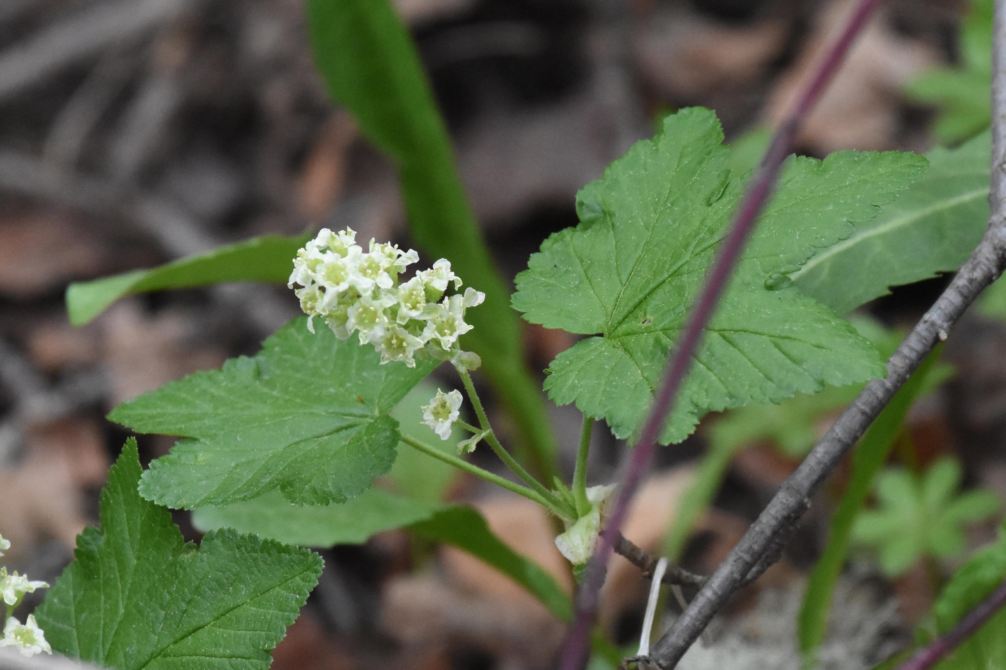 Ribes wolfii Rothr.