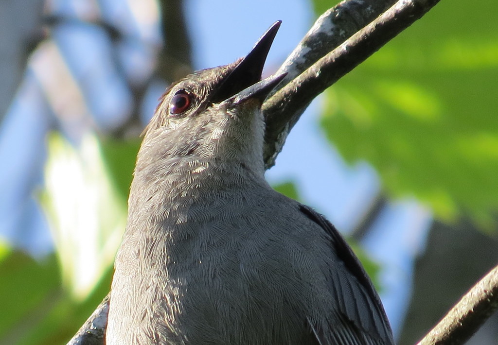 Gray Catbird from Macoun Marsh, Ottawa on June 27, 2015 by Mike ...