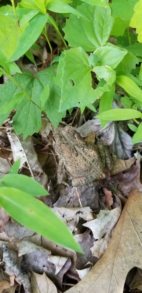 Dwarf American Toad from Winslow, AR 72959, USA on June 12, 2022 at 12: ...