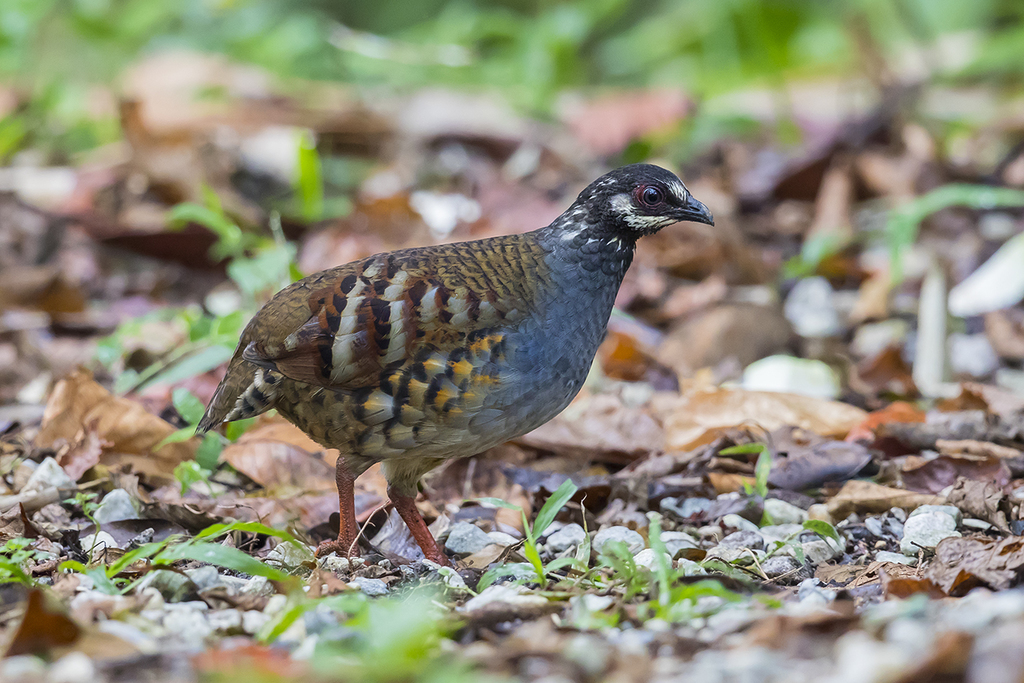 Malaysian Partridge (Arborophila campbelli) - Avian Discovery