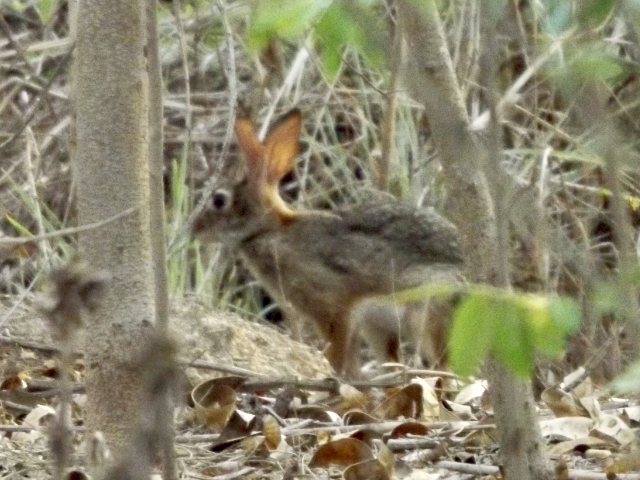 Sylvilagus cunicularius (Waterhouse, 1848)