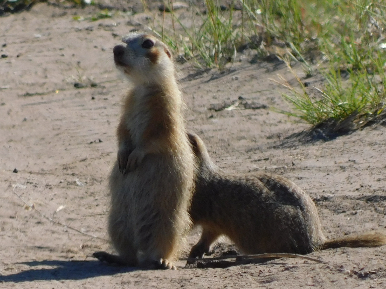 Spermophilus erythrogenys Brandt, 1841