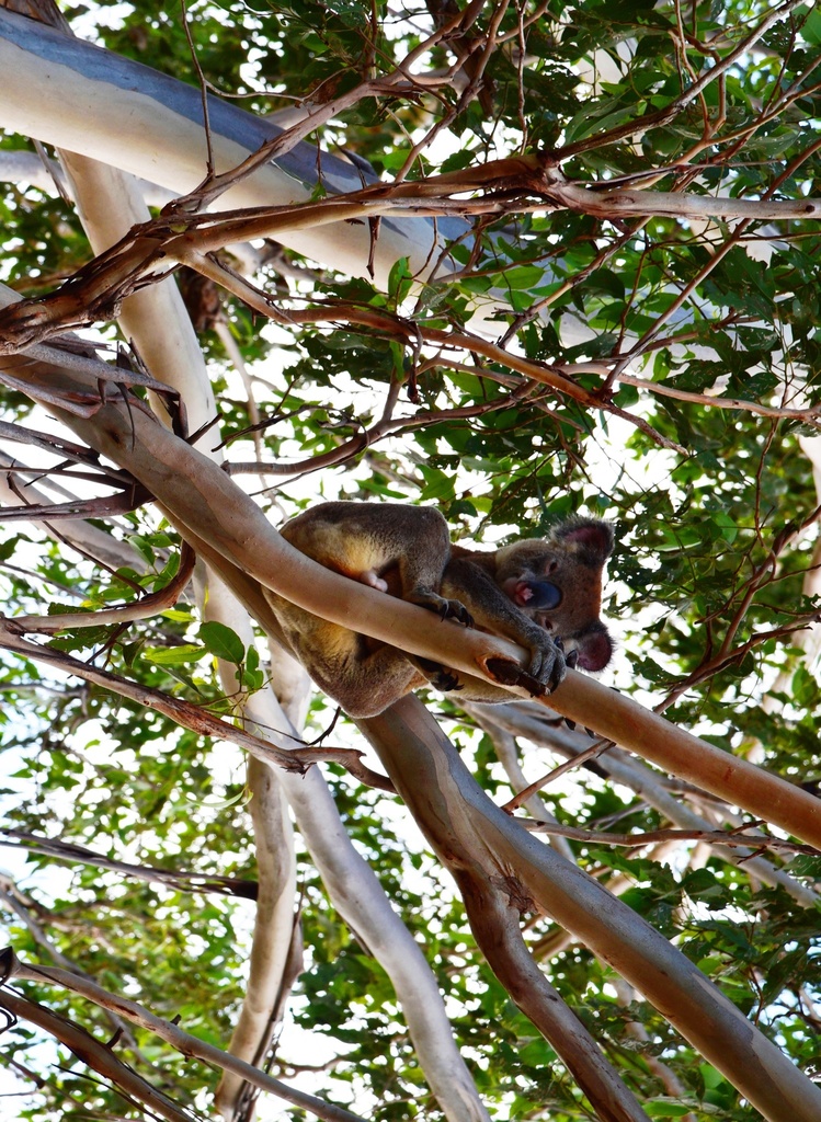 Koala from Widgee QLD 4570, Australia on March 7, 2017 at 04:23 PM by ...