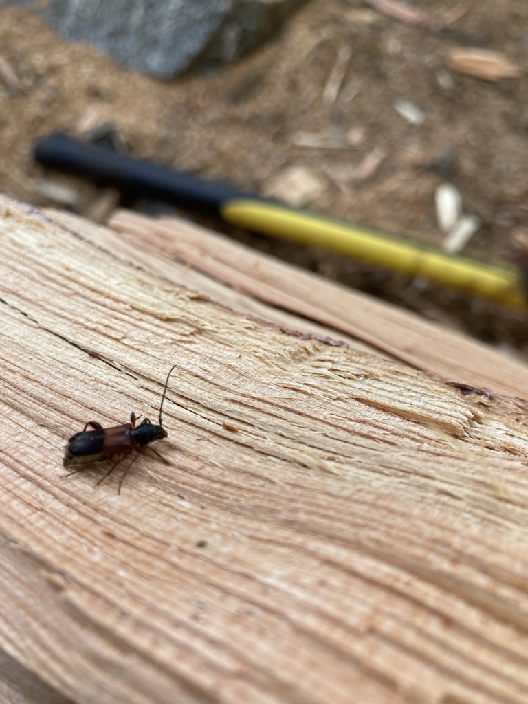 Phymatodes dimidiatus from San Bernardino County, CA, USA on May 5 ...