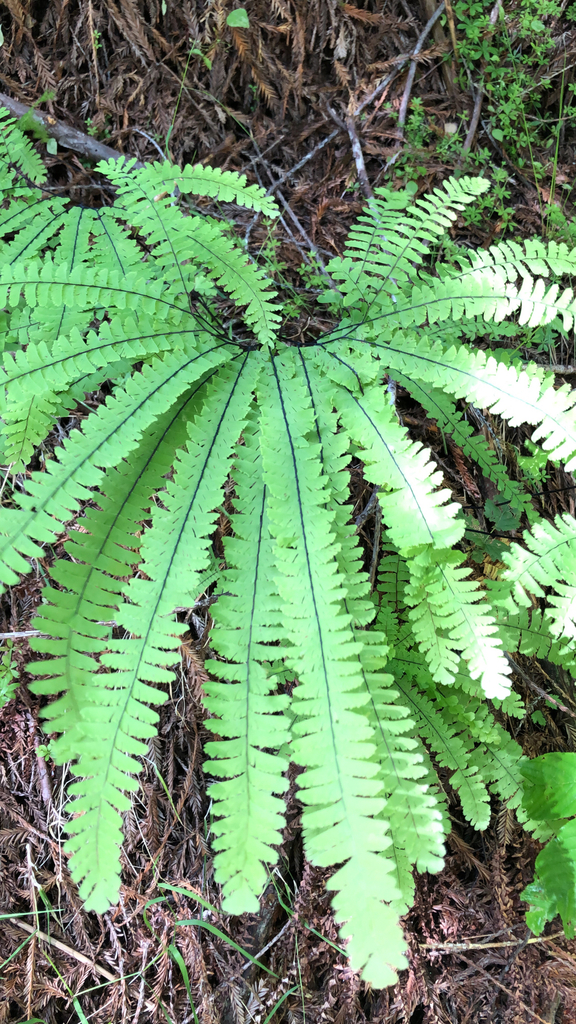 western maidenhair fern from Headwaters Forest Ecological Reserve ...
