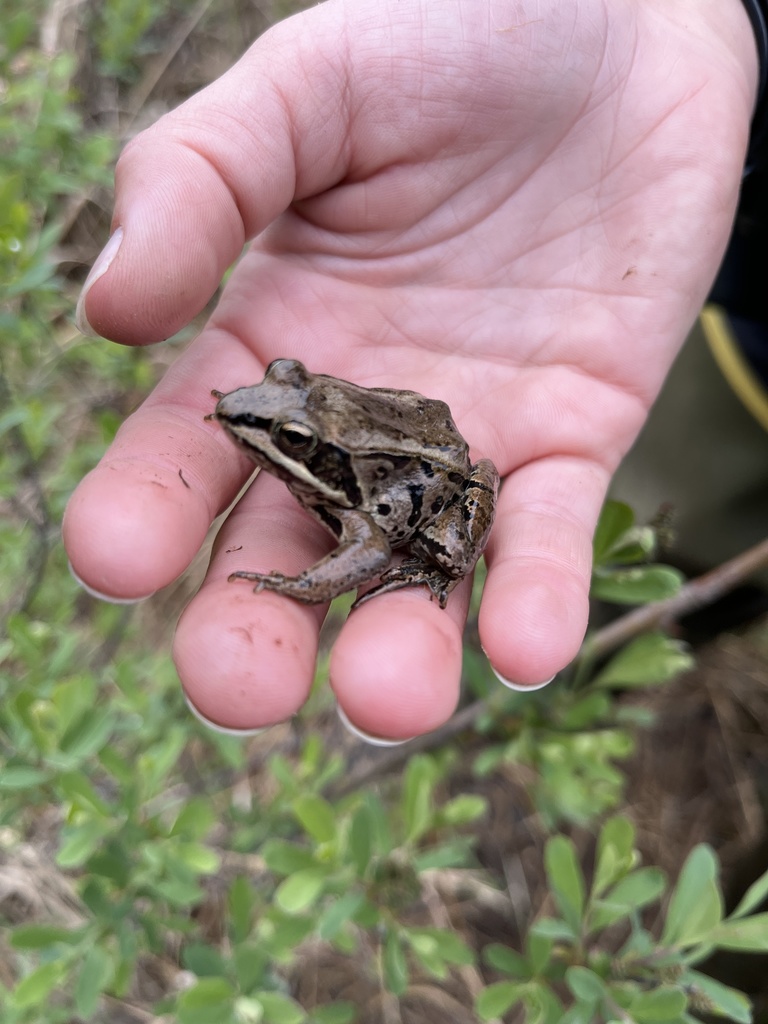 Wood Frog from Beluga Hwy, Beluga, AK, US on June 11, 2022 at 12:52 PM ...