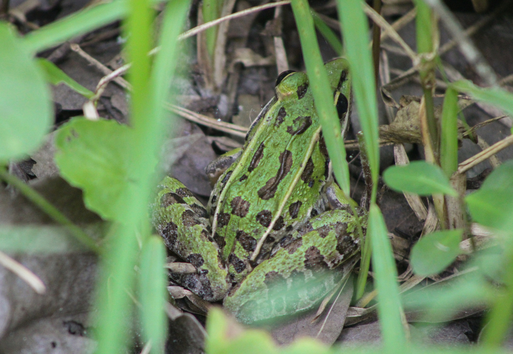 Southern Leopard Frog from 3365 Taylor Creek Rd, Christmas, FL 32709 ...