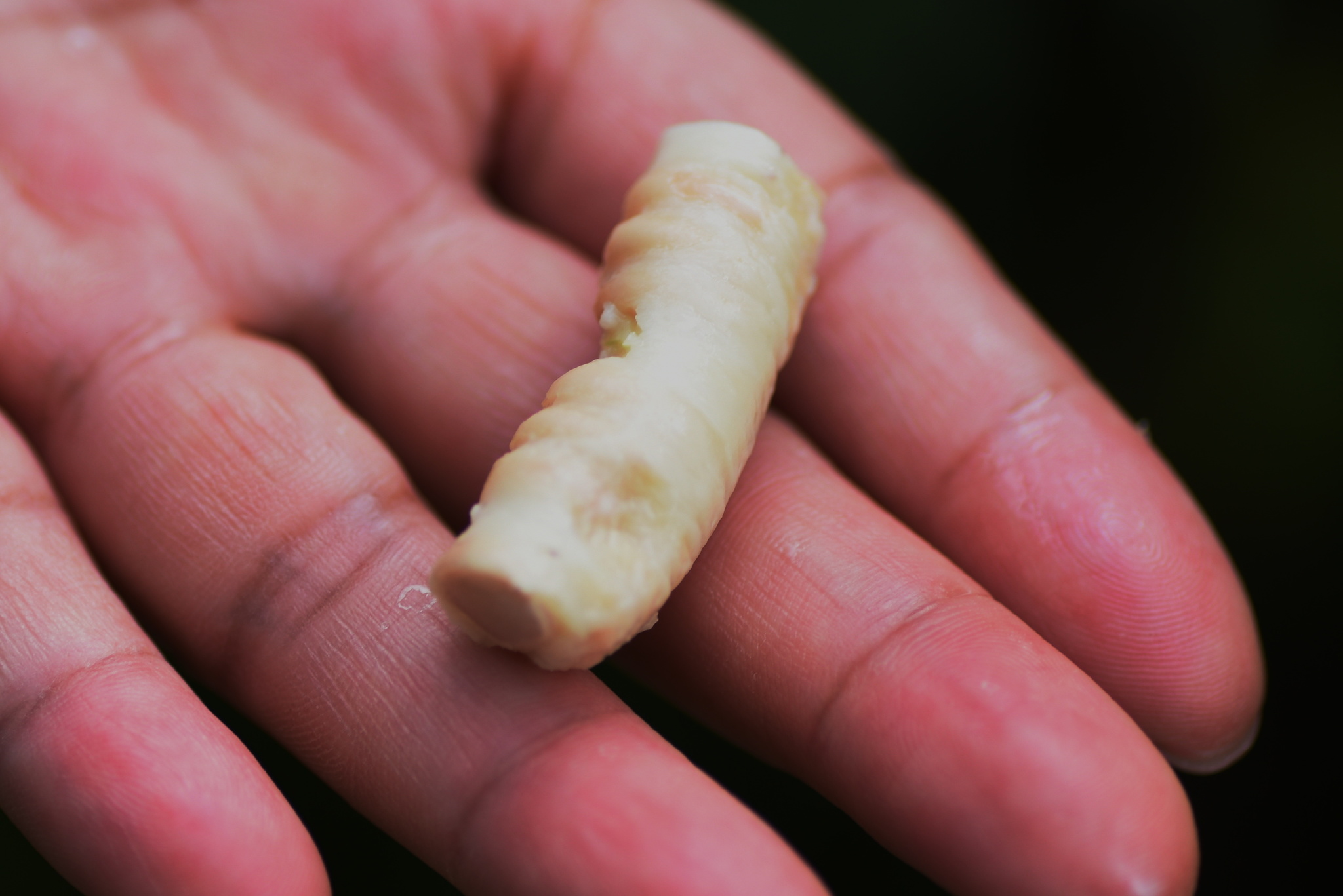 Decaisnea Hook.fil. & Thomson