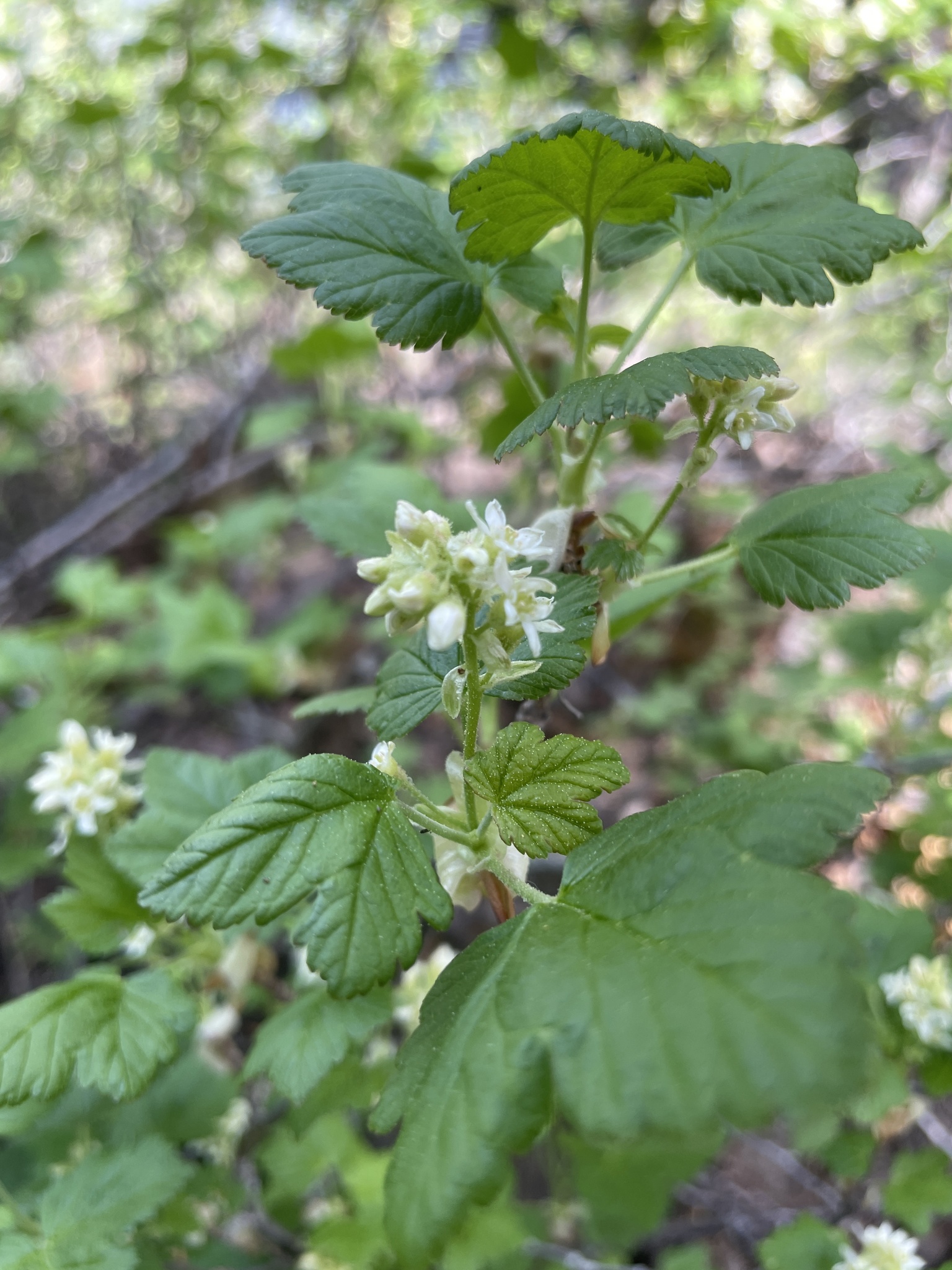 Ribes wolfii Rothr.