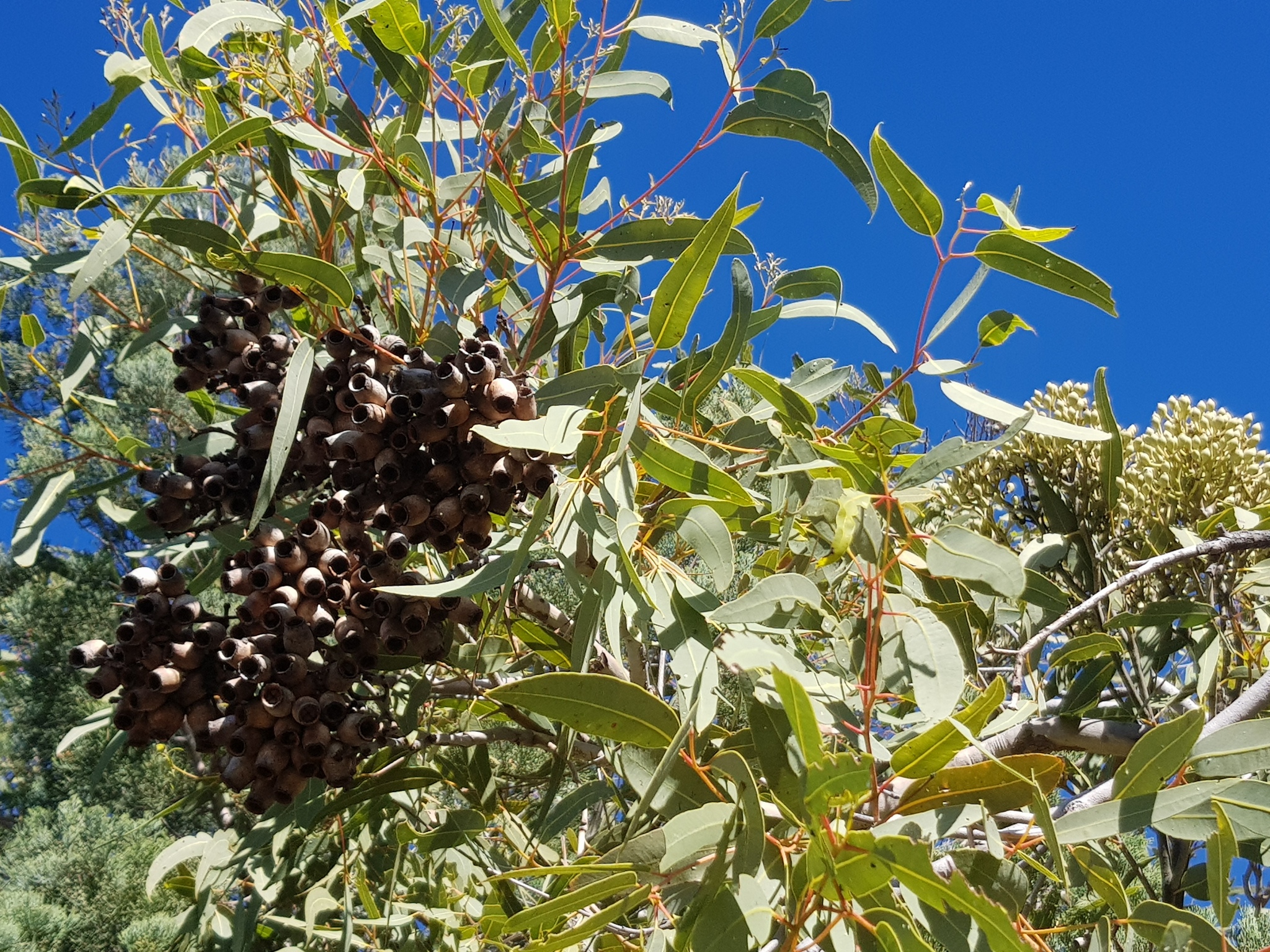 Corymbia terminalis (F.Muell.) K.D.Hill & L.A.S.Johnson