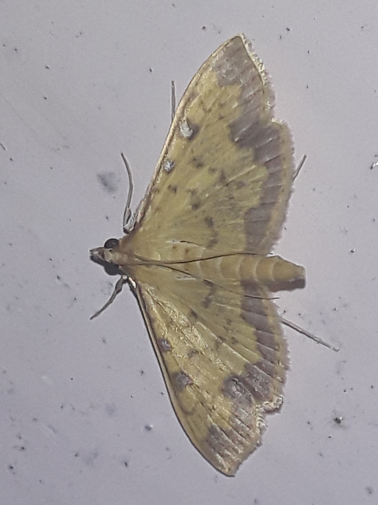 Pearl Moths from Kausani, District Almora, Uttarakhand 263639, India on ...