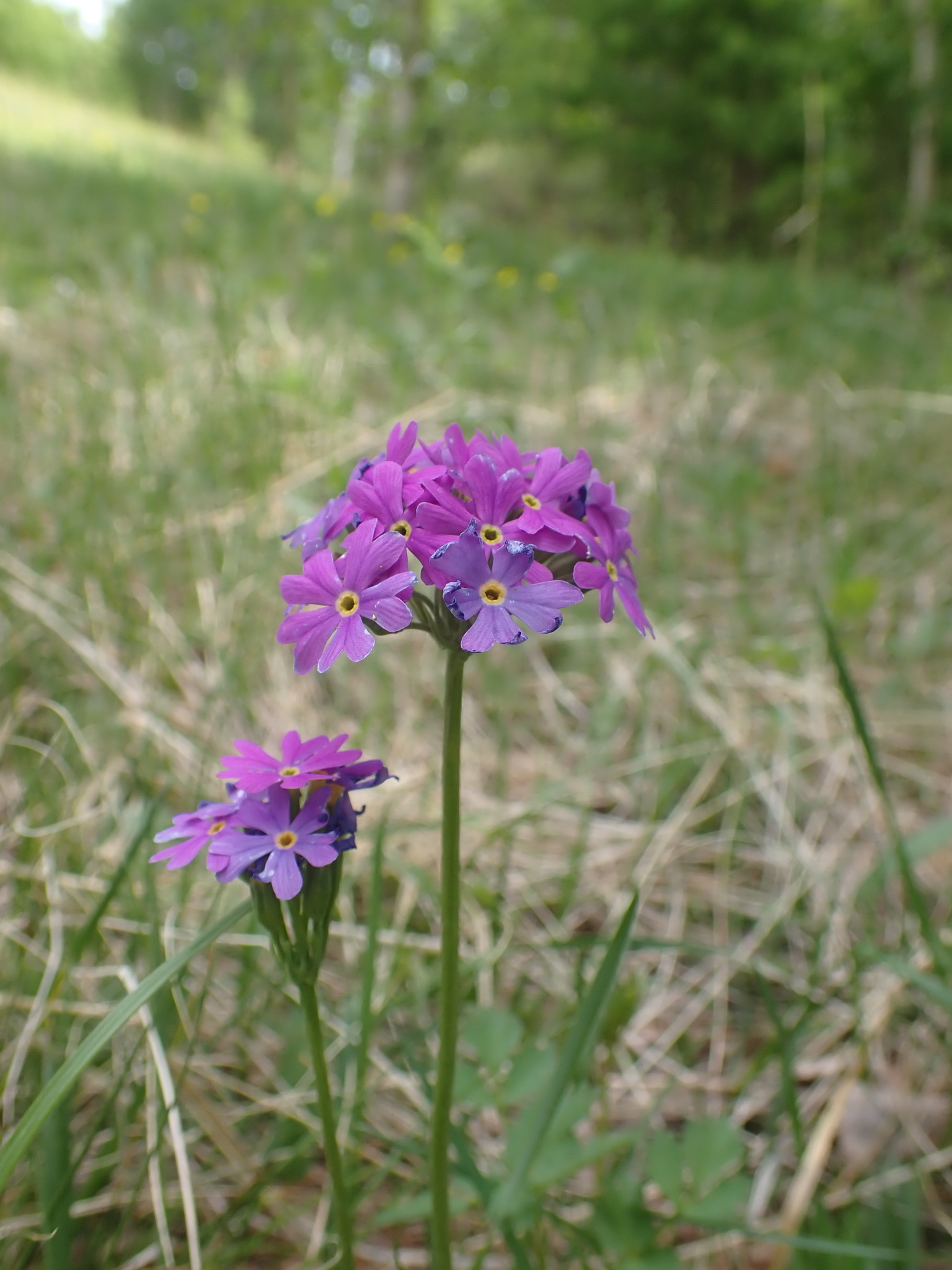 Primula nutans Georgi