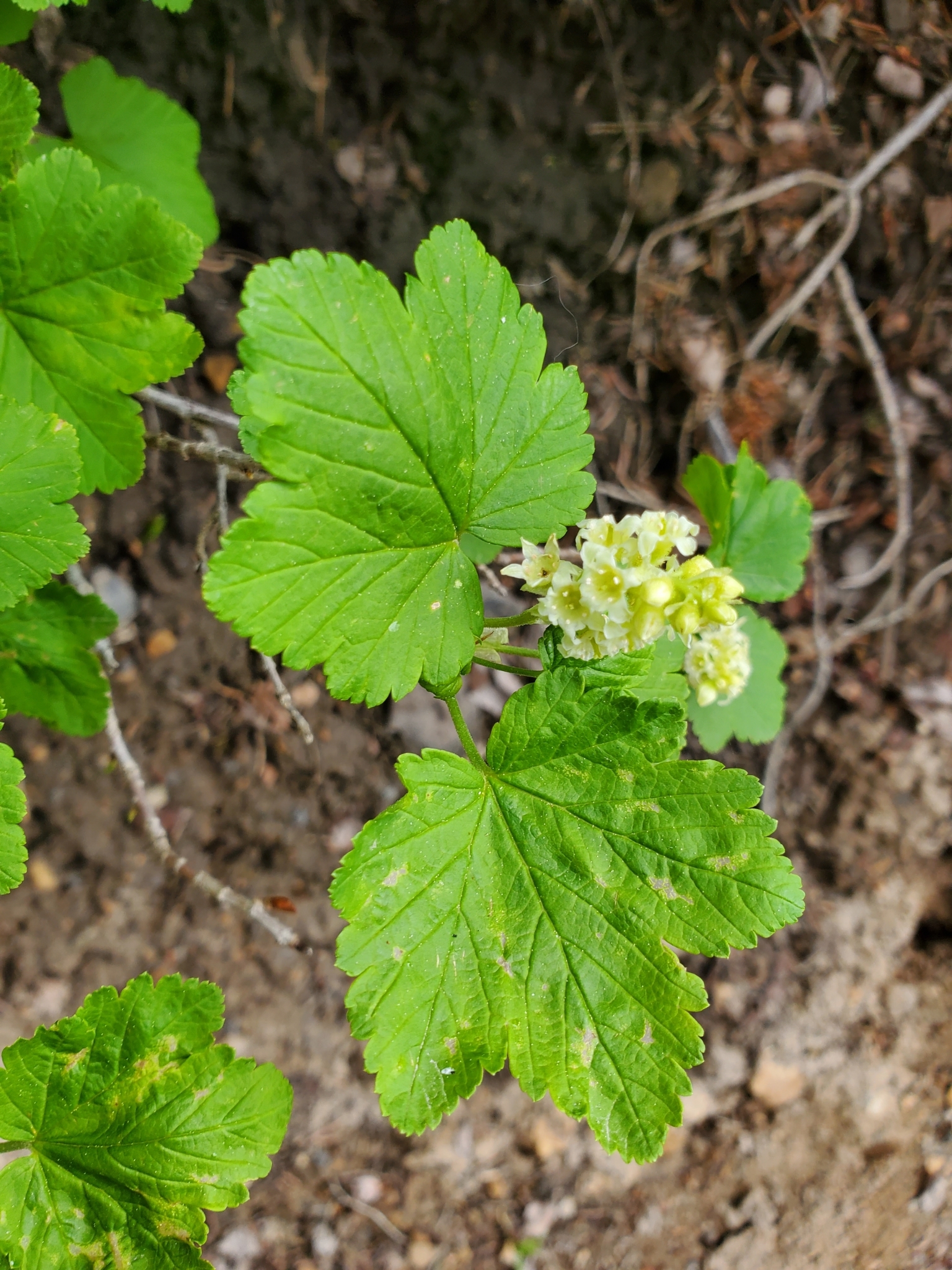 Ribes wolfii Rothr.