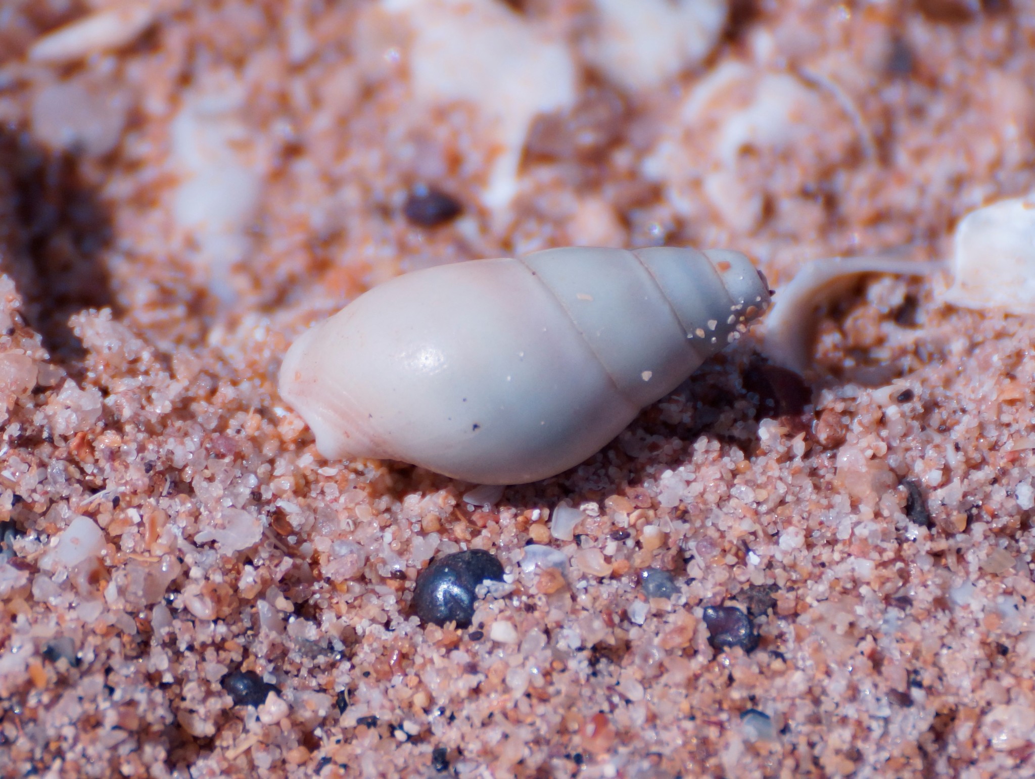 Nassarius dorsatus (Röding, 1798)