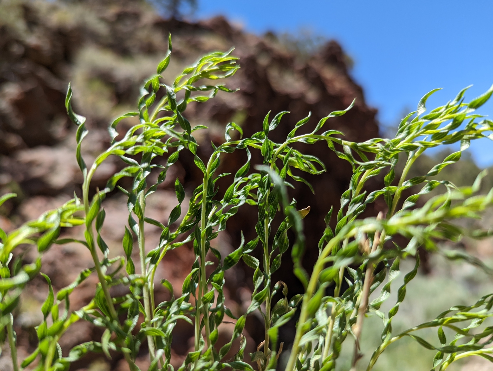 Chrysothamnus viscidiflorus subsp. viscidiflorus