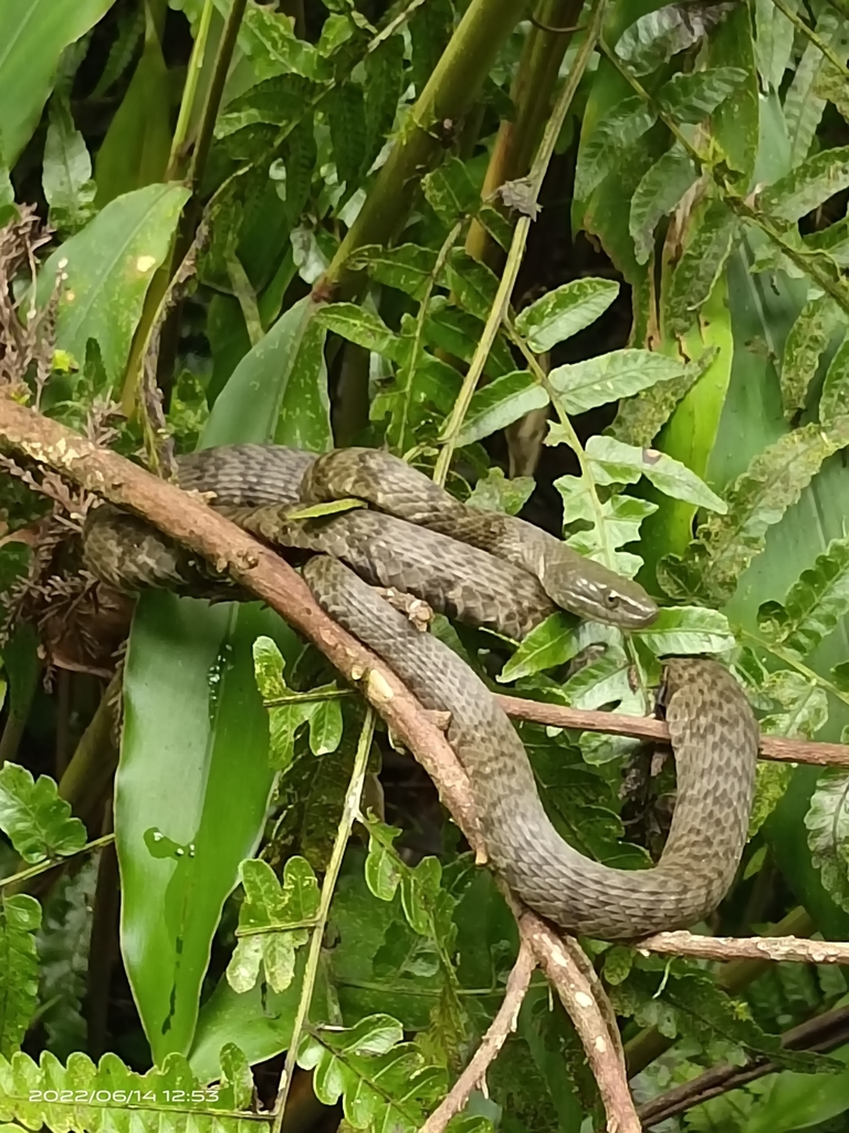 Eastern Water Snake in June 2022 by sandy-huiping. 白腹游蛇 · iNaturalist