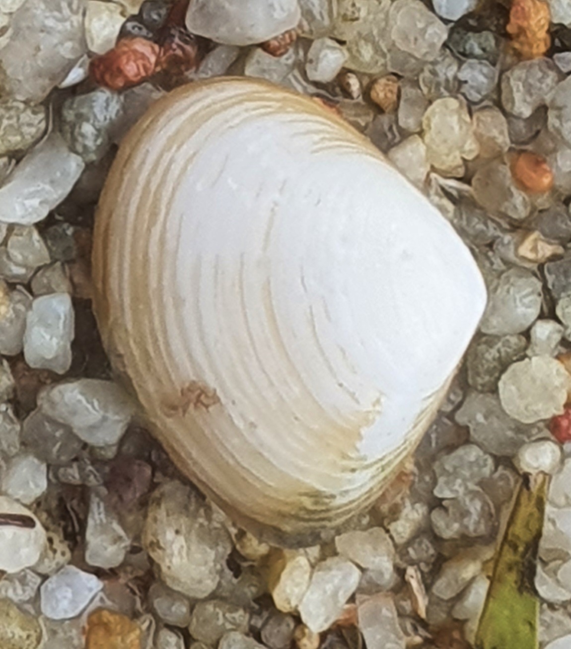 Atactodea striata (Gmelin, 1791)