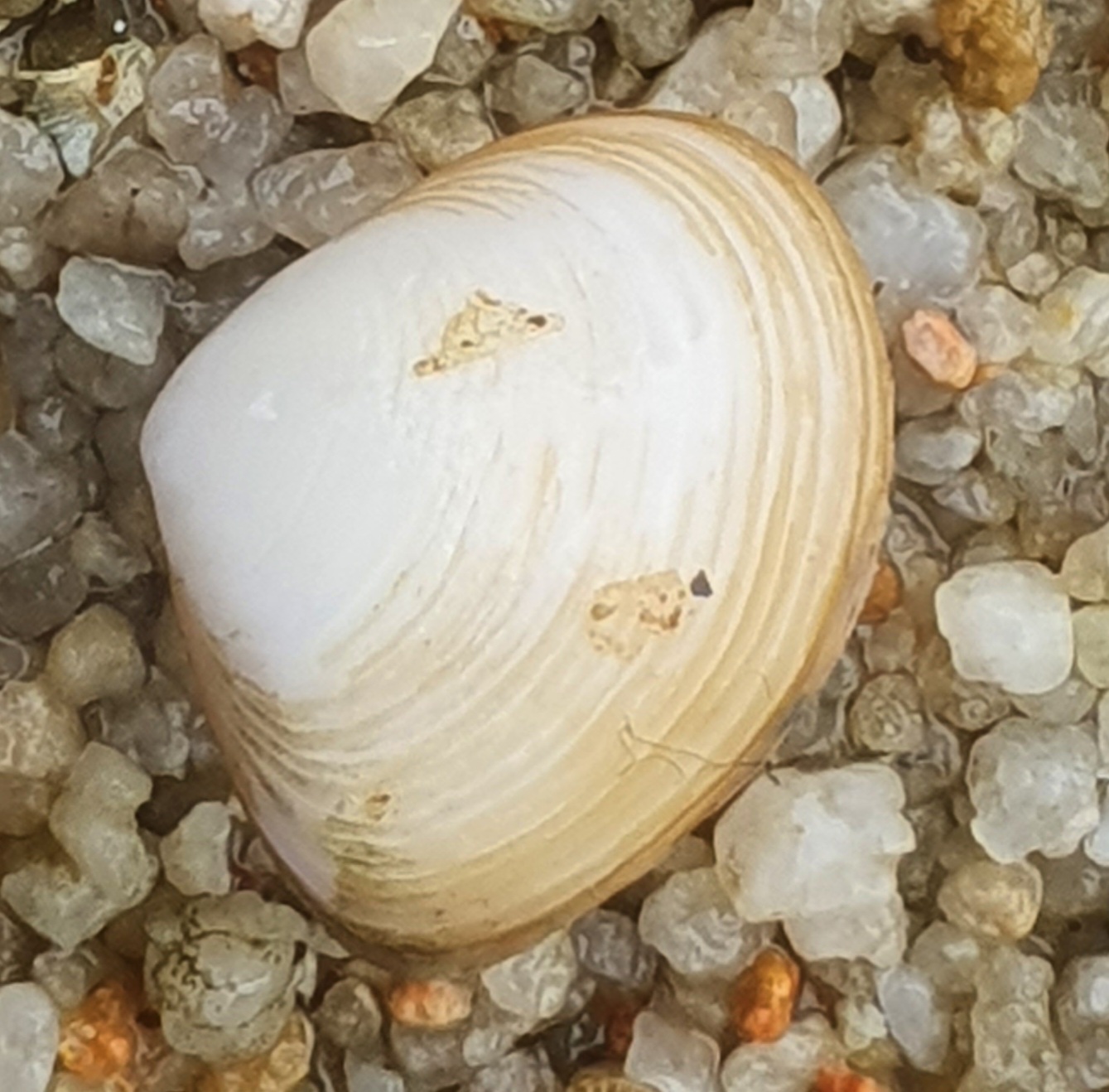 Atactodea striata (Gmelin, 1791)