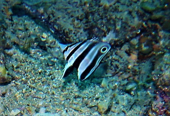 Western Talma from St Vincent St, Gulfview Heights SA 5096, Australia ...