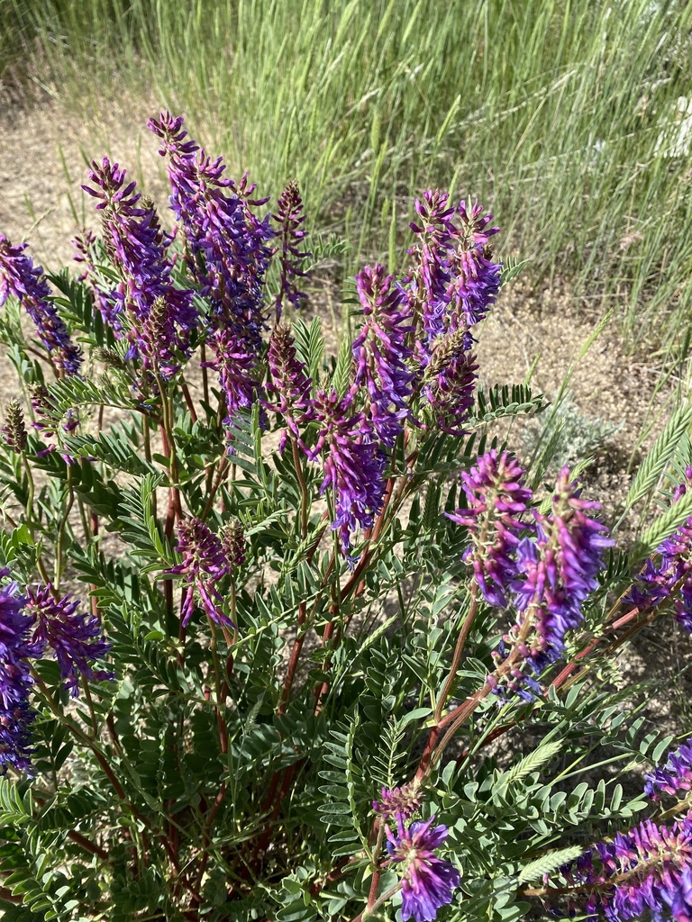 Two-grooved Milkvetch from Hells Half Acre Rd, Casper, WY, US on June ...