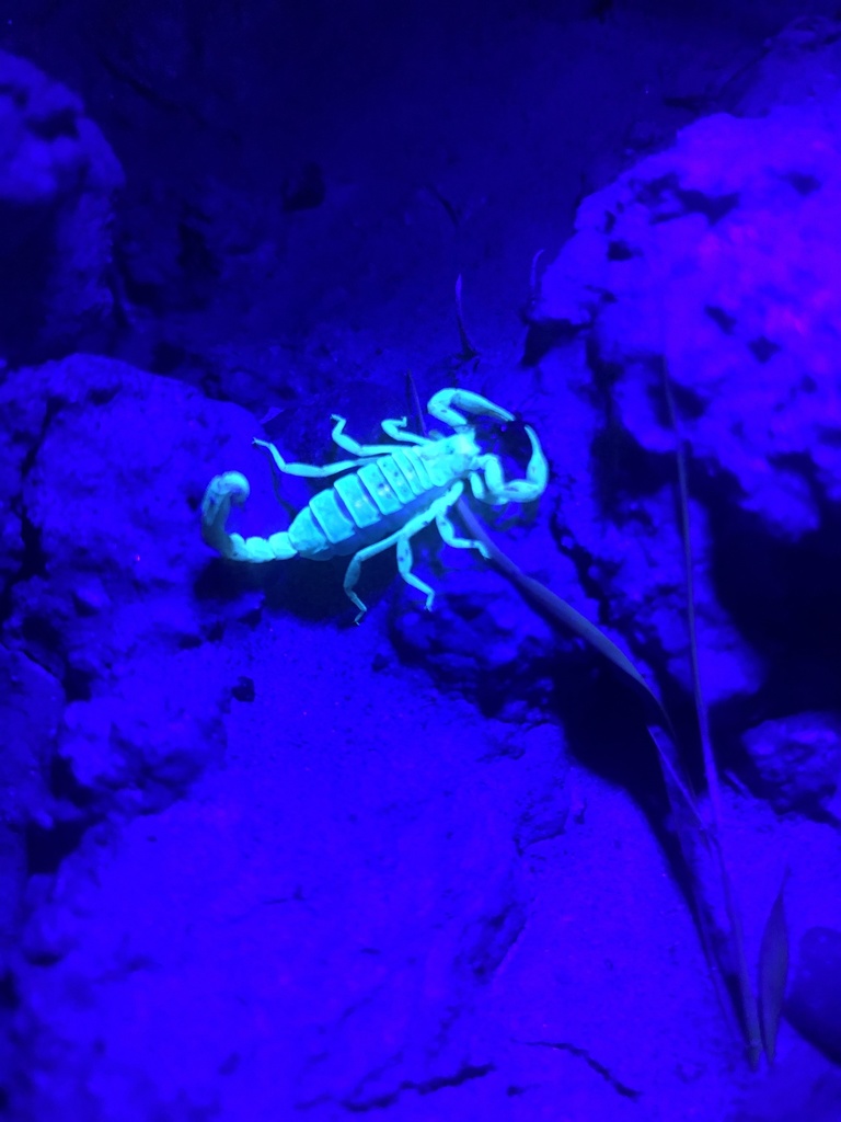 Northern Scorpion from Sunridge, Lethbridge, AB, CA on June 14, 2022 at ...