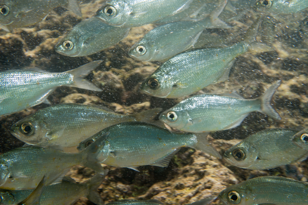 Hawaiian Flagtail (common Hawaiian intertidal/tidepool species ...