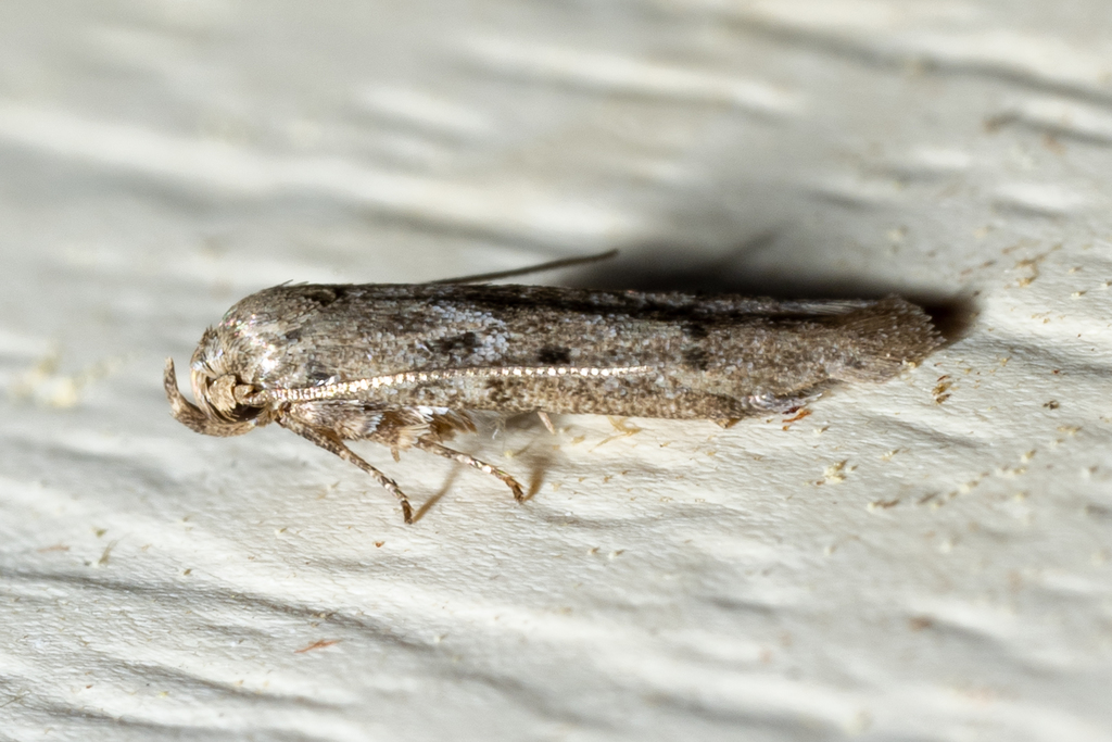 Hypatopa in June 2022 by Patrick Hanly · iNaturalist