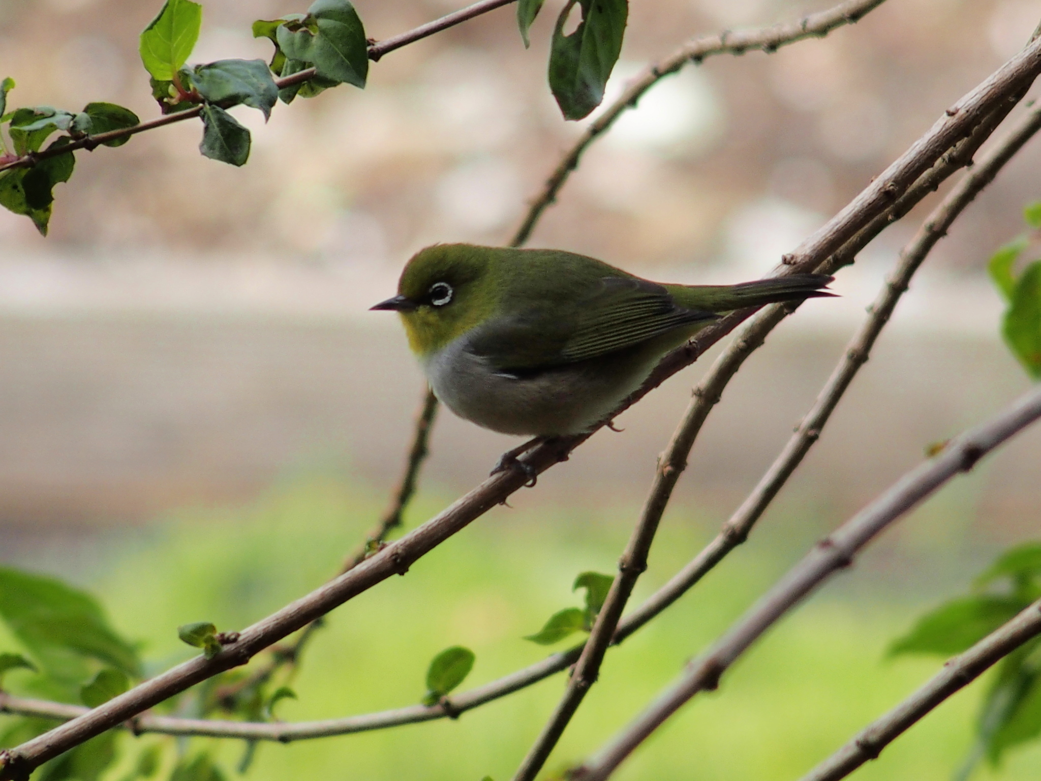 Zosterops lateralis chloronotus Gould, 1841