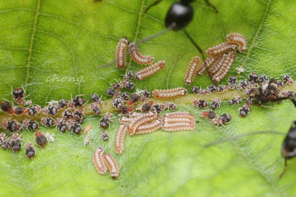 Niphanda fusca from 中国江苏省南京市玄武区 on June 04, 2022 at 09:35 AM by 虫虫 ...