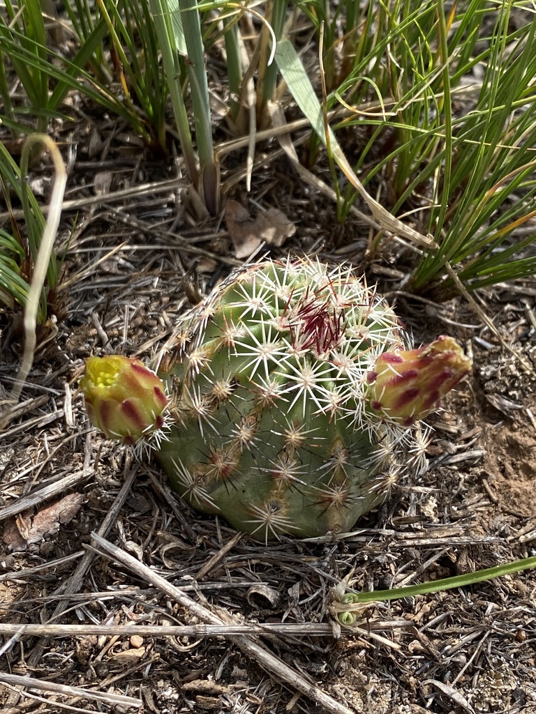 Green-flower Hedgehog Cactus from Wind Cave National Park, Hot Springs ...