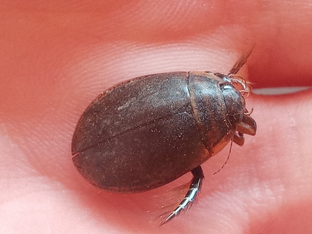 Lesser Diving-beetle from Большой Луцк, Ленинградская обл., Россия ...