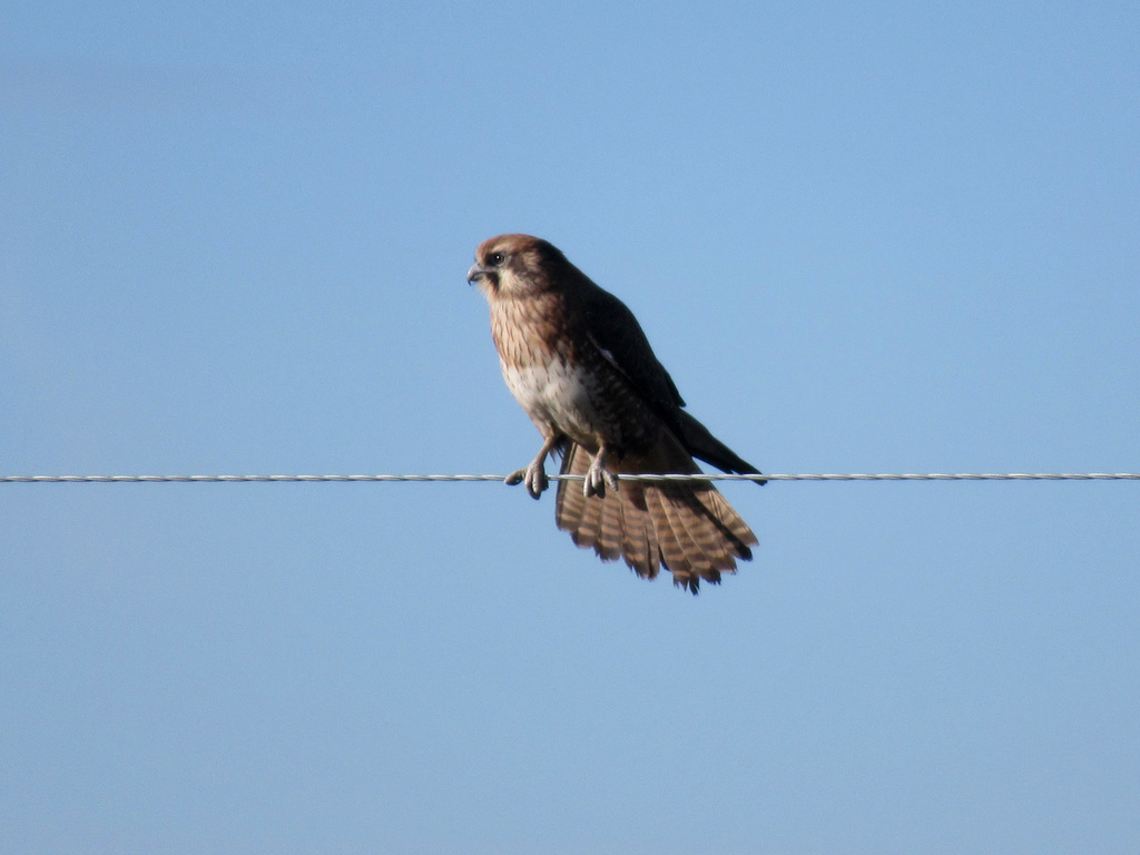 Brown Falcon from Tarrawarra VIC 3775, Australia on June 14, 2022 at 09 ...