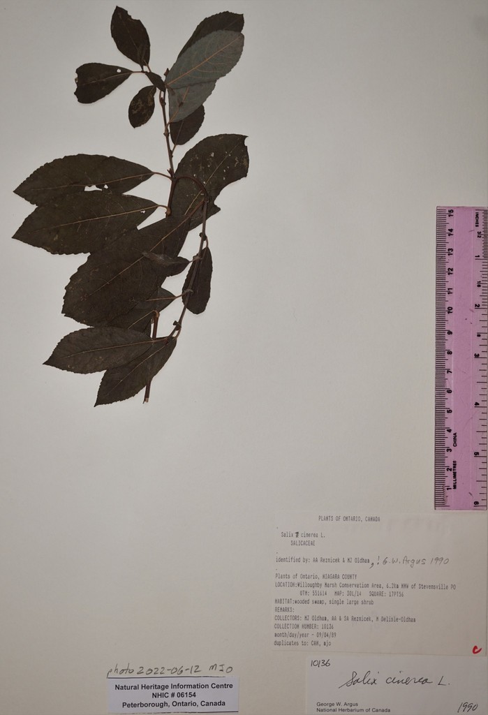 Rusty Willow from Canada, Ontario, NIAGARA County, Willoughby Marsh ...