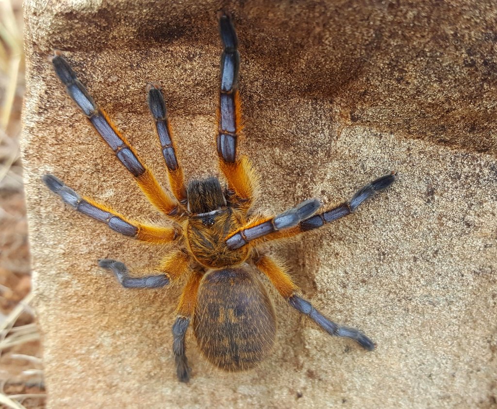 Golden Blue Leg Baboon Spider from Western District, South Africa on ...