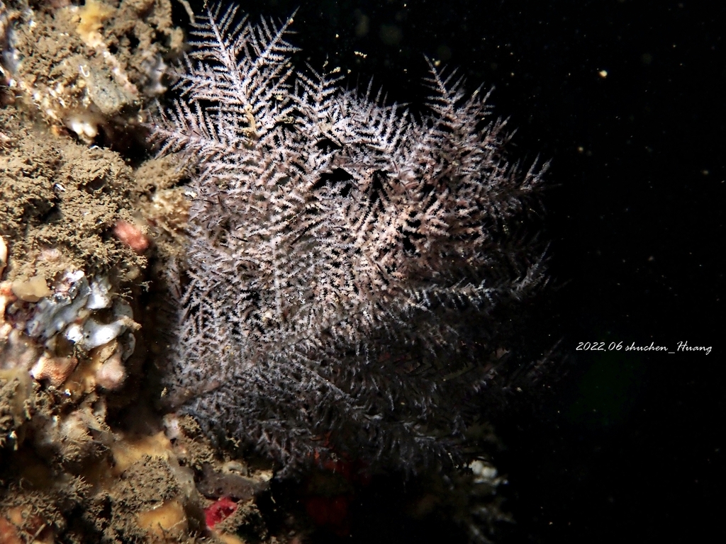 Myriopathes from New Taipei, TW-NT-TP, TW on June 14, 2022 at 10:00 AM ...