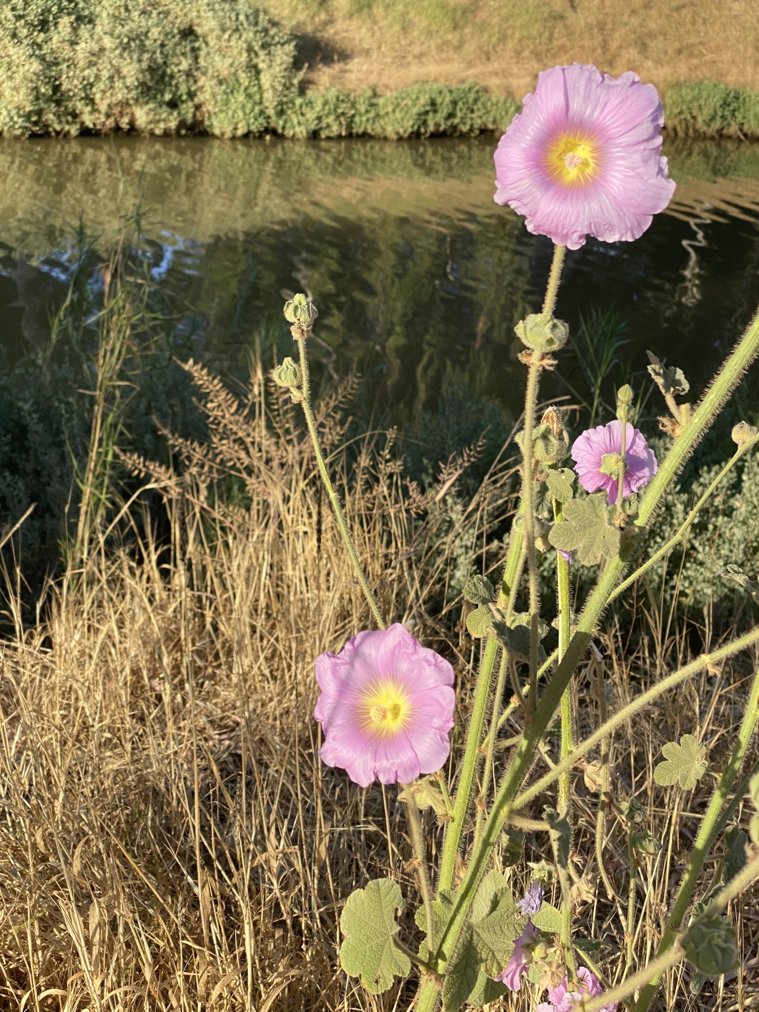 Alcea setosa (Boiss.) Alef.