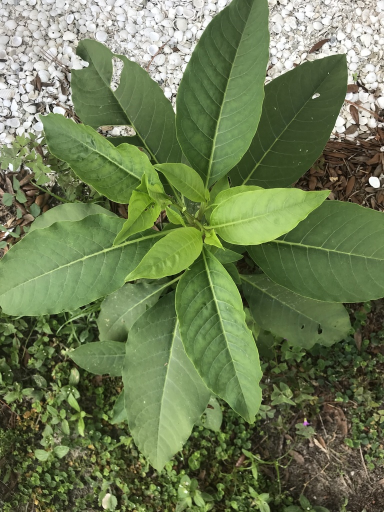 American pokeweed from Belle Claire Ave, Temple Terrace, FL, US on June ...