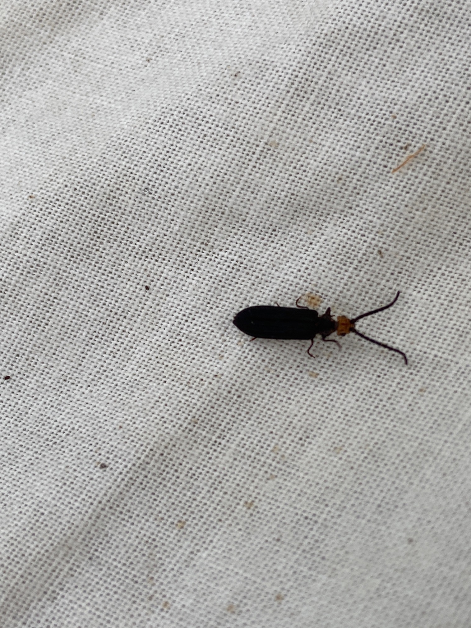 Cupedidae