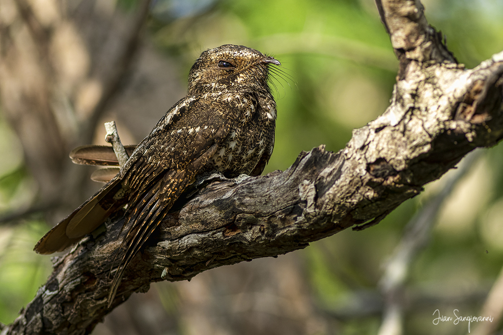 Typical American Nightjars (Antrostomus) - Avian Discovery