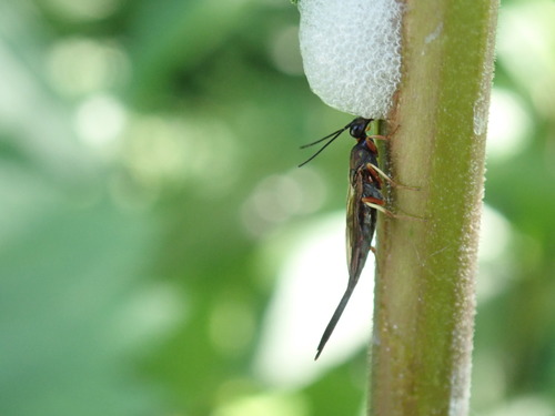 tref's Favorites · iNaturalist