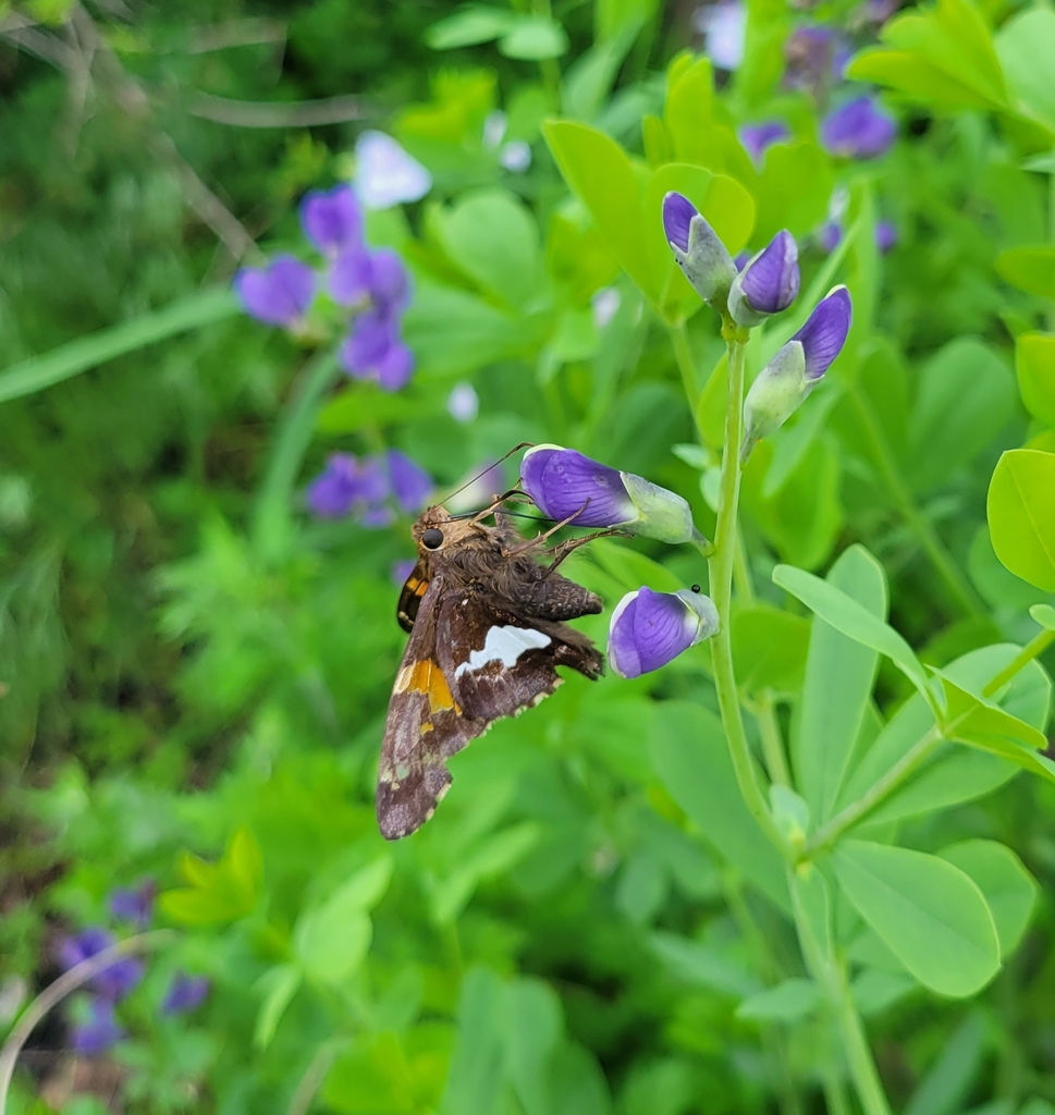 Silver-spotted Skipper from 5467 330th St, Ida Grove, IA 51445, USA on ...