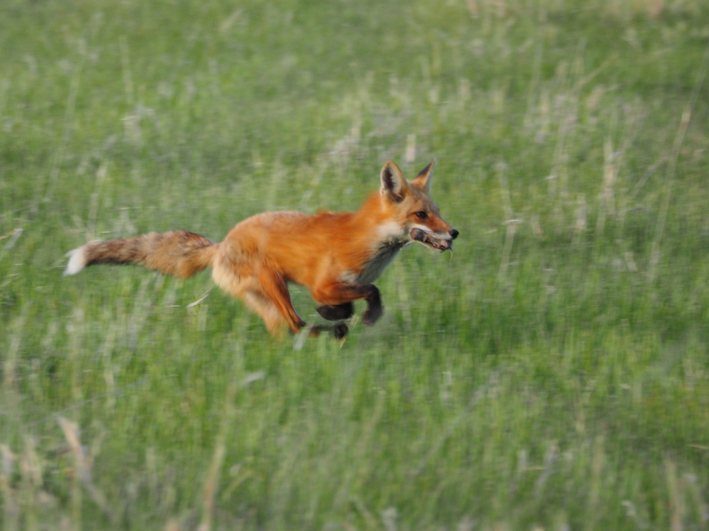 Red Fox from Gunbarrel, Boulder, CO, USA on June 14, 2022 at 06:33 AM ...