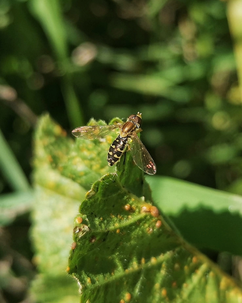 Toxomerus vertebratus from Santo Domingo, Valparaíso, Chile on ...