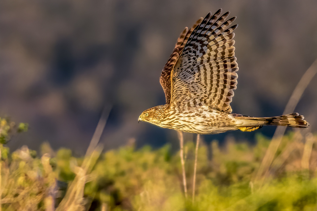 Cooper's Hawk from Marin County, CA, USA on December 26, 2017 at 08:30 ...