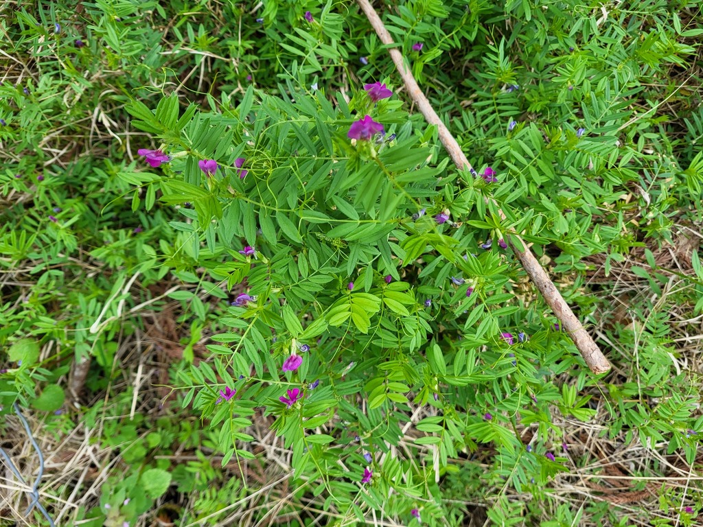 Vetches from Virginia, US on April 07, 2022 at 02:38 PM by keithg ...