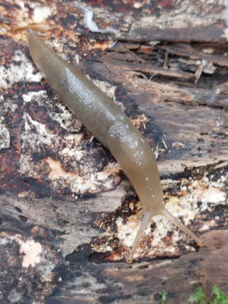 Roundback Slugs and Allies from Bear Creek Park on June 13, 2022 at 09: ...