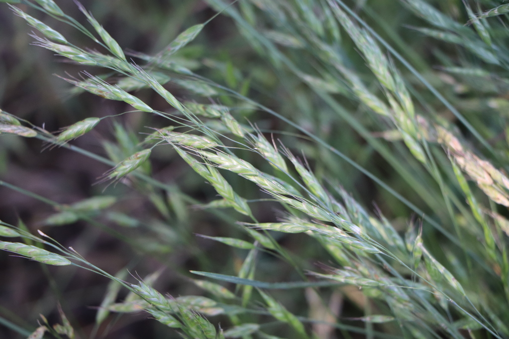 Rye Brome in June 2022 by Ahmed Mujčinović · iNaturalist