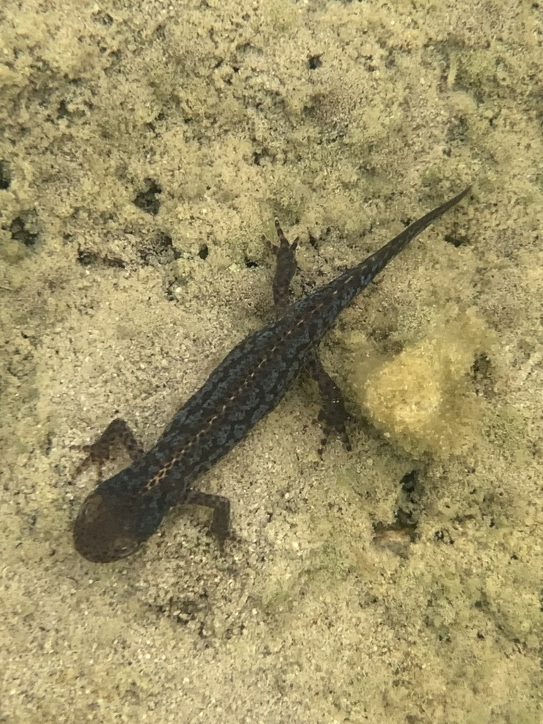 Alpine Newt from Gartenstadtstrasse, Liebefeld, Berna, CH on June 12 ...